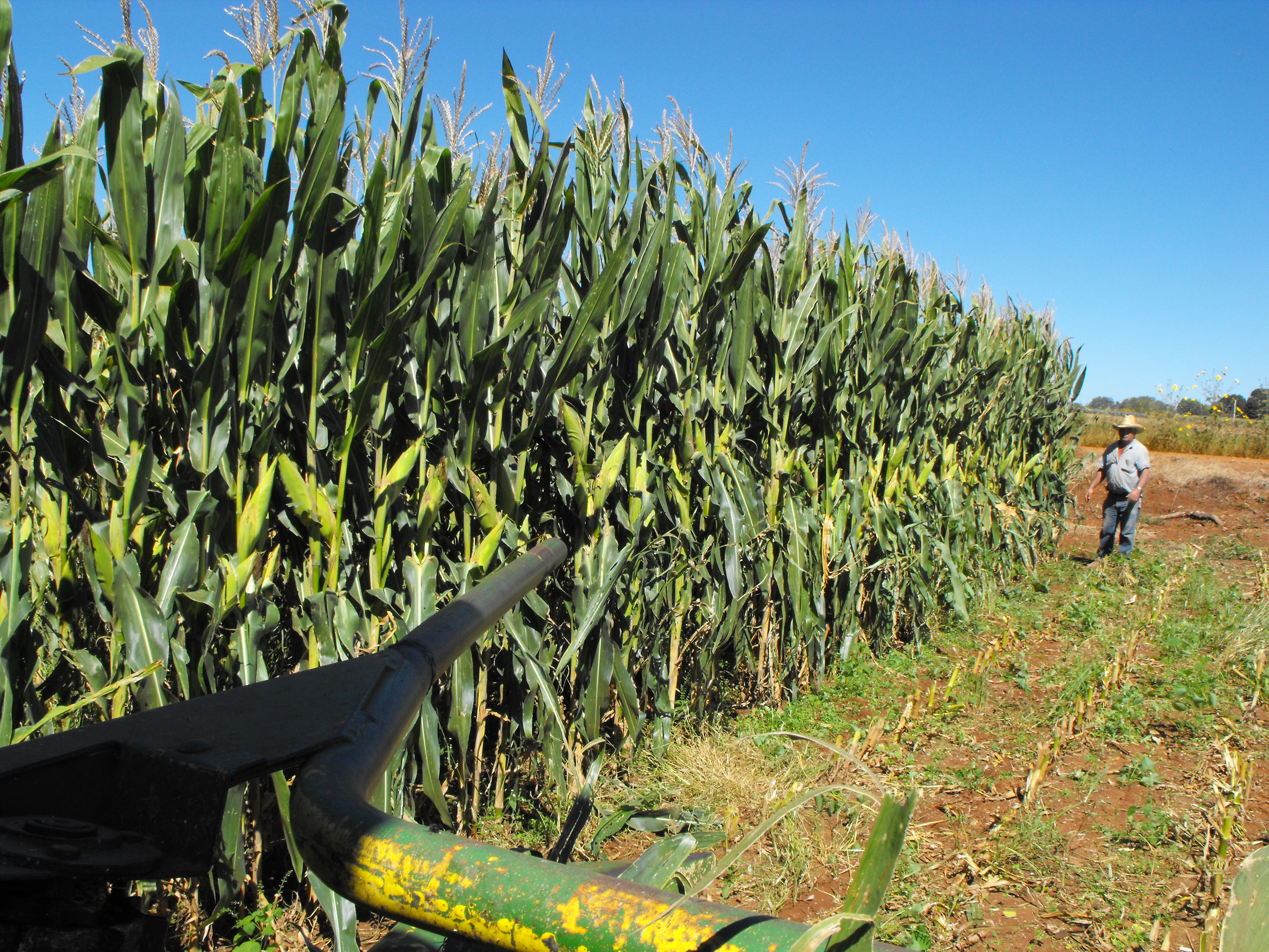 La función del ensilaje de maíz | Unisem