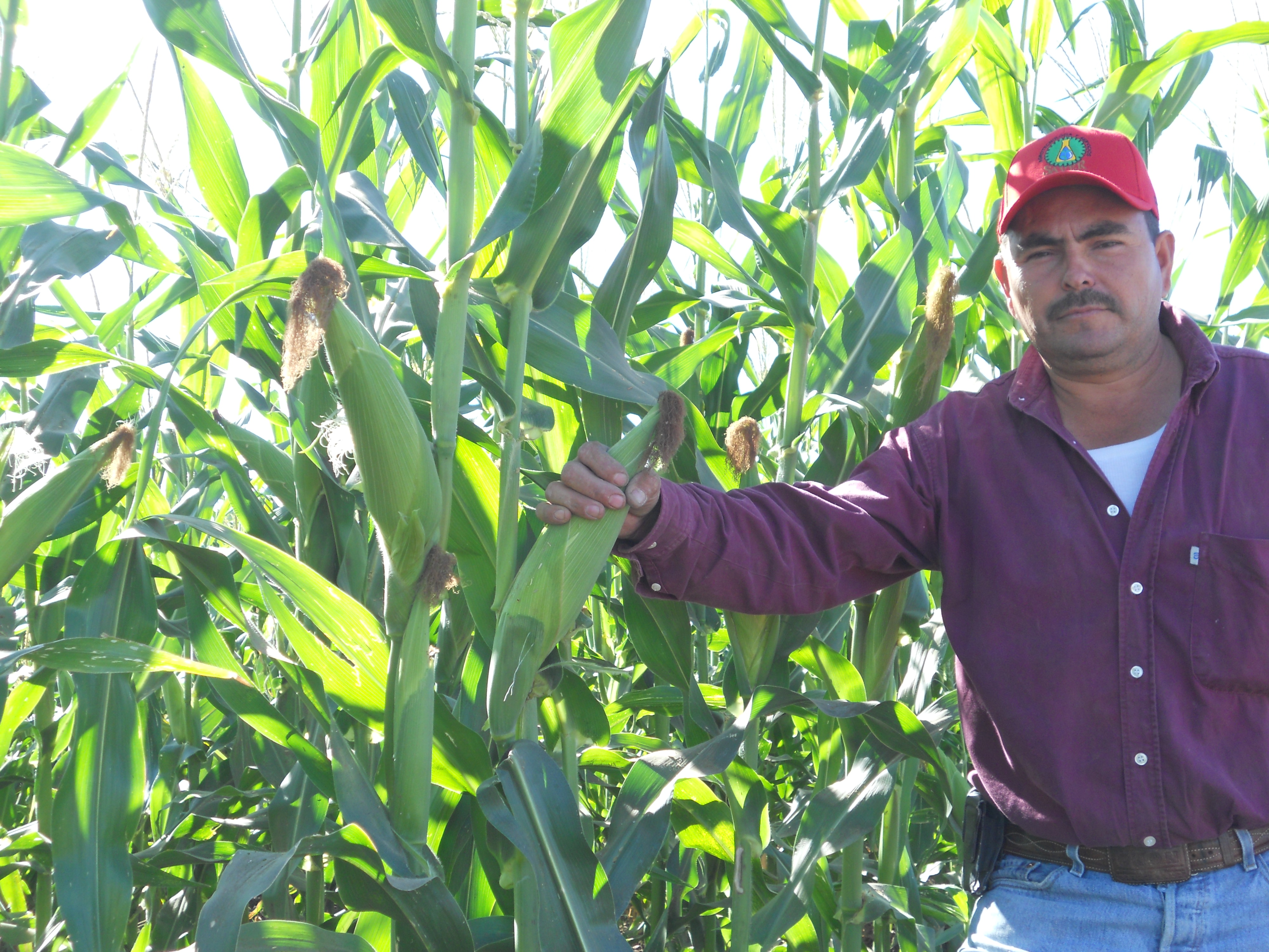 Eros, un gran maíz elotero | Unisem