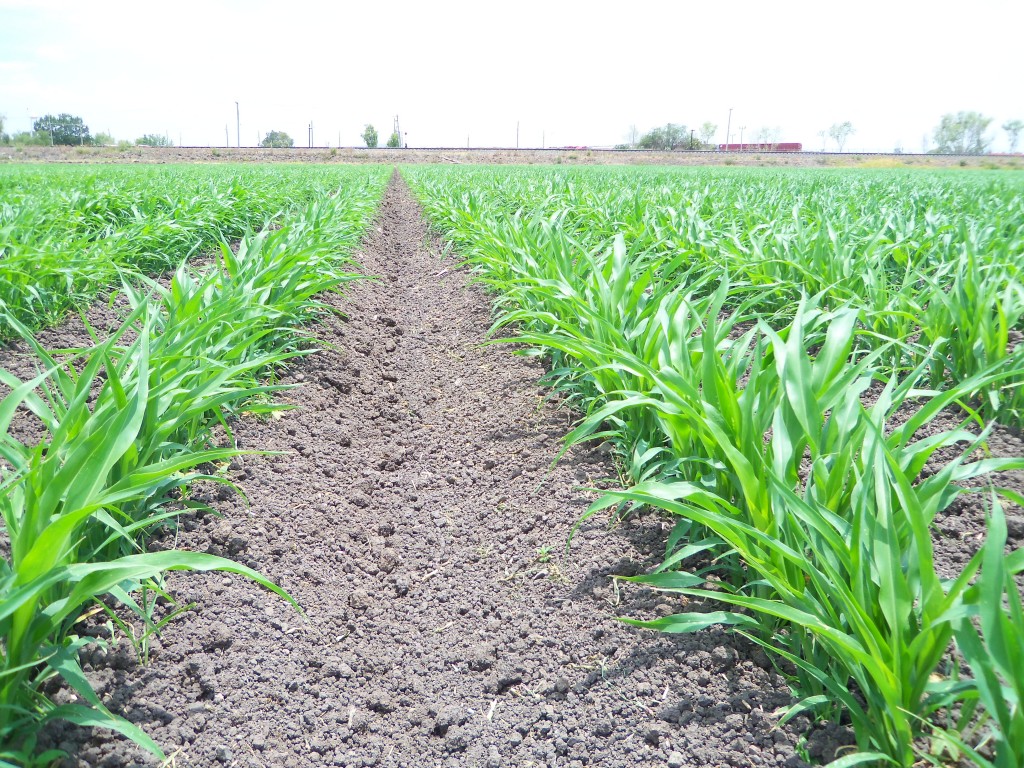 ¿Cómo controlar las malezas para obtener mejores rendimientos? | Unisem