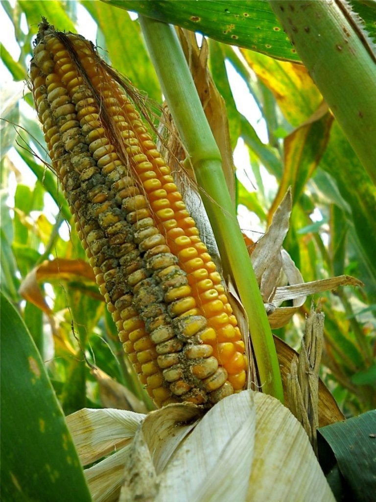 Aflatoxinas y otras micotoxinas en maíz – Unisem