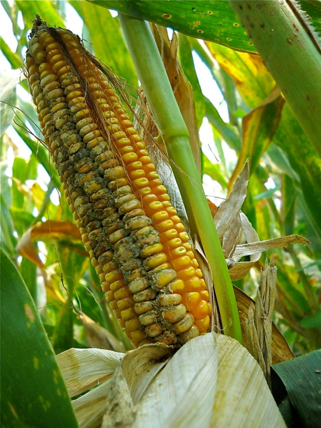 Aflatoxinas y otras micotoxinas en maíz – Unisem